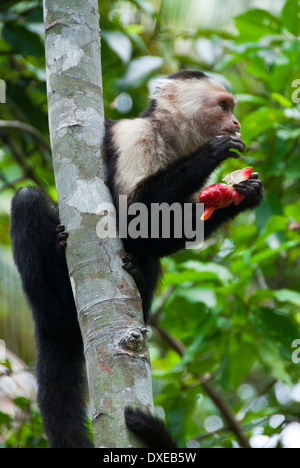 White-faced Capuchin monkey standing on a branch in the tropical ...
