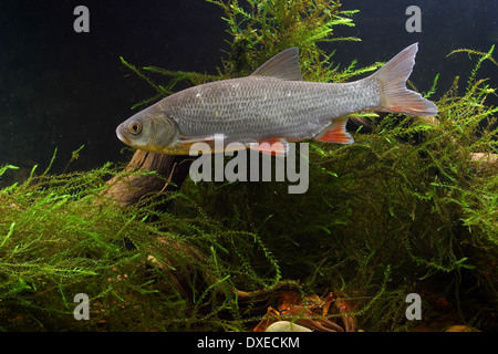 Ide, Orfe, Id, Aland, Orfe, Nerfling, Leuciscus idus Stock Photo - Alamy