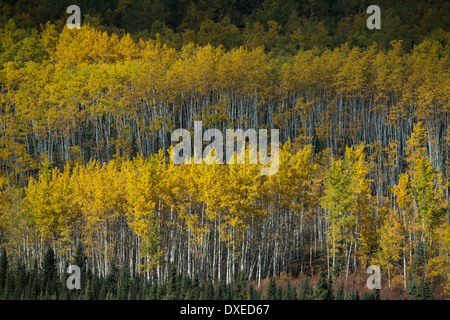 Autumn colours nr Pelly Crossing, Yukon Territories, Canada Stock Photo ...