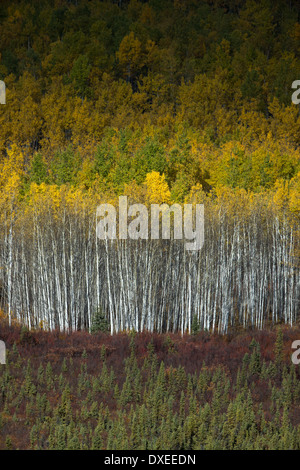 Autumn colours nr Pelly Crossing, Yukon Territories, Canada Stock Photo ...