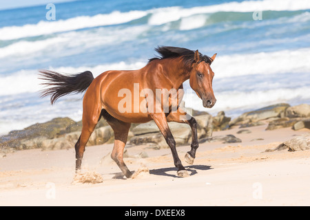 Boerperd, Boer Pony. Bay horse with rider showing an extended trot ...