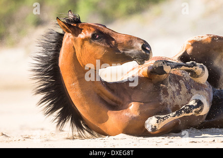 Boerperd, Boer Pony. Bay horse galloping on a pasture South Africa ...