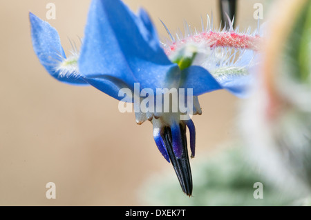 blue flower spikes with transparent Stock Photo - Alamy