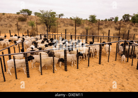 sheep farm in the Kalahari Northern Cape South Africa Stock Photo - Alamy
