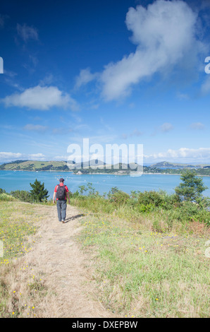 Man hiking on Kauri Block Pa Track overlooking Coromandel Town harbour ...