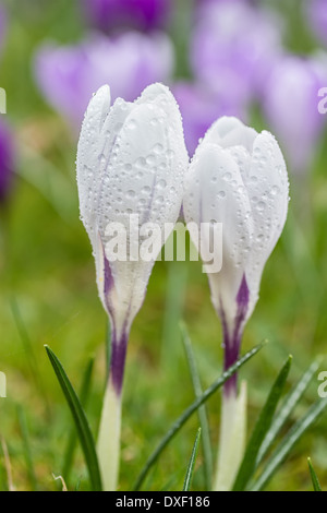 Crocus blooming in the meadow. Small Depth of Field (DOF Stock Photo ...