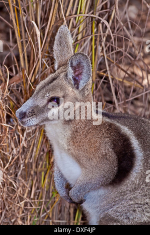 Bridled Nailtail Wallaby Onychogalea fraenata Endangered species Photographed in Queensland ...