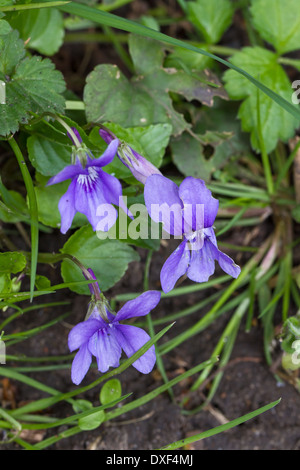 Common dog violets Stock Photo - Alamy