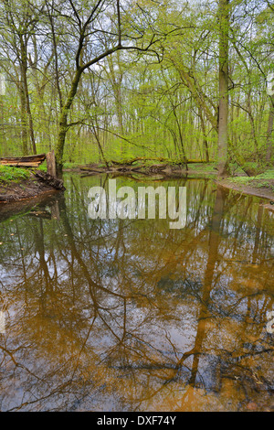 Riparian Forest in Spring, Bulau, Hanau, Hesse, Germany Stock Photo - Alamy
