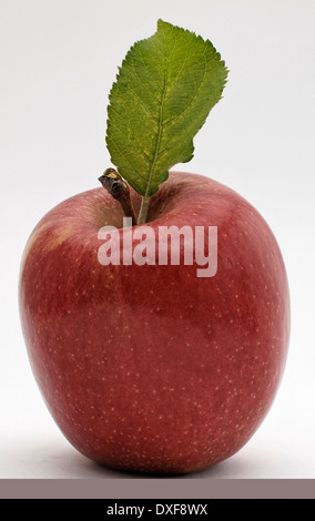 Red apple without its leaf Stock Photo - Alamy