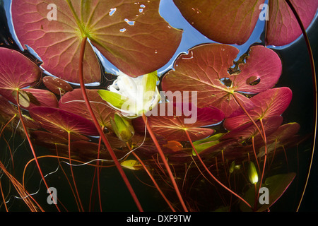 Water Lily, Nymphaea, Massachusetts, Cape Cod, USA Stock Photo - Alamy