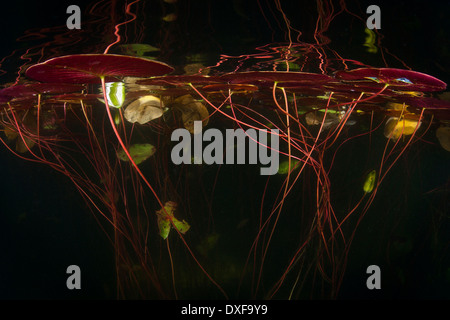 Water Lily, Nymphaea, Massachusetts, Cape Cod, USA Stock Photo - Alamy