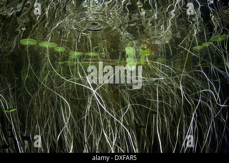 Stalk and Leafs of Water Lily, Nymphaea, Massachusetts, Cape Cod, USA ...