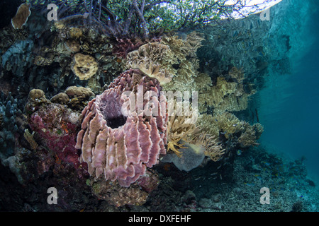 Red Tree Sponge Care