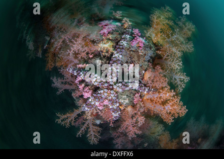 Warty starfish (Echinaster callosus) on coral reef. Misool, Raja Ampat ...