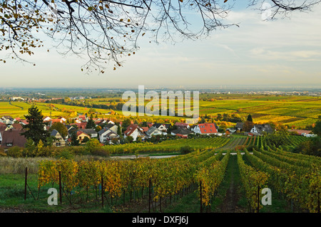 Vineyard Landscape, near Burrweiler, German Wine Route, Rhineland ...