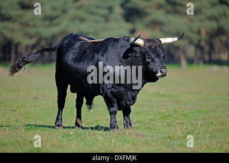 Aurochs bull / (Bos primigenius Stock Photo - Alamy