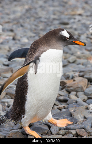 Gentoo Penguin Pygoscelis papua webbed feet Stock Photo - Alamy