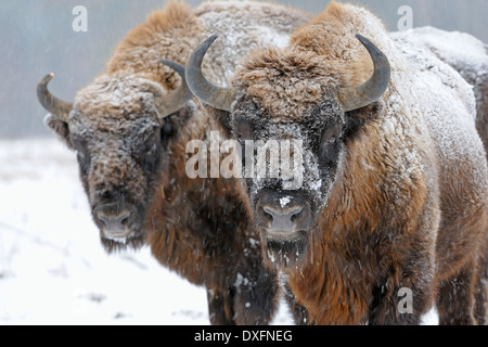 European Bison (Bison bonasus) two adult females, feeding on bark at ...
