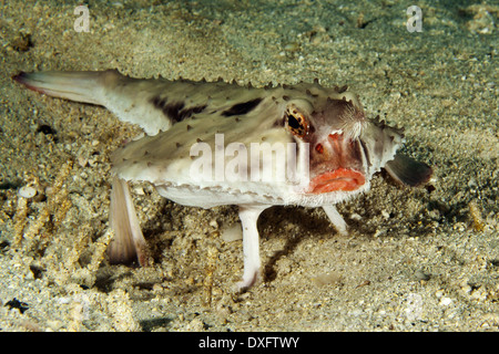 rosy-lipped batfish, Ogcocephalus porrectus, Cocos Island National Park ...