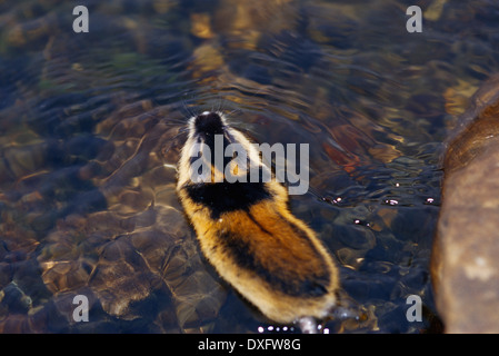 Norway lemming (Lemmus lemmus) swimming across river, Lapland, Sweden ...
