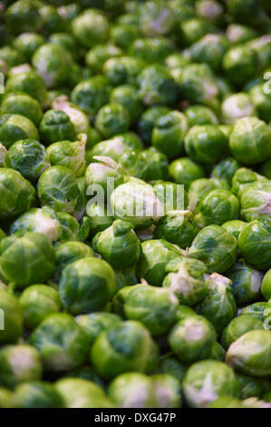 Close Up Of Brussel Sprouts Growing In Garden Stock Photo - Alamy