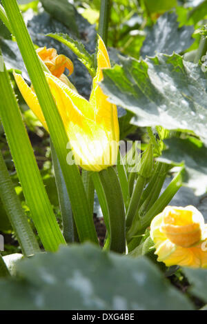 COURGETTE CLOSE UP OF FLOWER Stock Photo - Alamy
