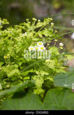 feverfew, medicinal plant with flower Stock Photo - Alamy