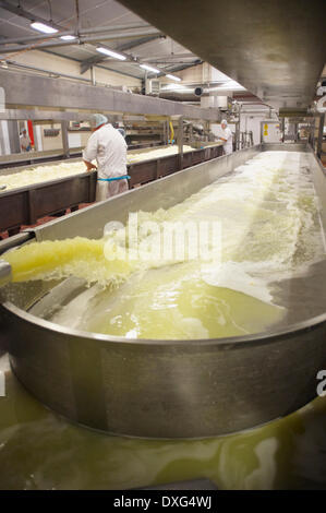 Interior Of Cheese Making Factory With Workers Stock Photo - Alamy