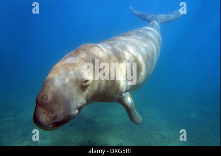 Dugong (Sea Cow) at Tanna Island, Vanuatu, South Pacific Ocean Stock ...
