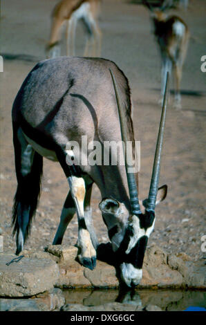 Gemsbok and Springbok at water hole, Kalahari Stock Photo - Alamy