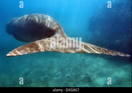 Dugong (Sea Cow) at Tanna Island, Vanuatu, South Pacific Ocean Stock ...