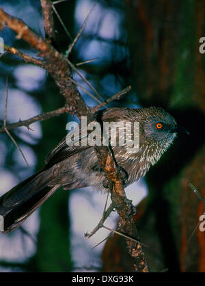 Arrow Marked Babbler in Kruger National Park Stock Photo - Alamy