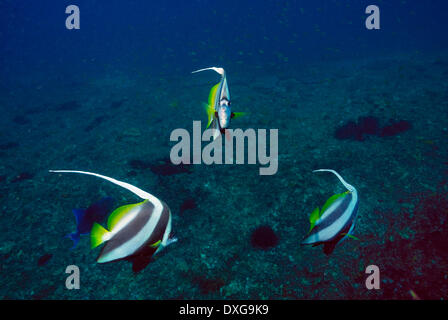 Longfin Bannerfish at Ponta do Barra, Mozambique Stock Photo - Alamy