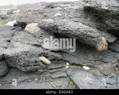 Dwyka tillite rocks on the beach near Mpame Point, Wild Coast, Transkei ...