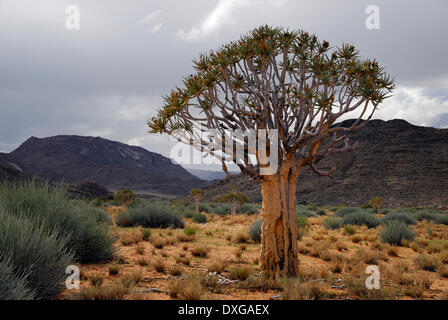 Kokerboom near Klein Pella, Namaqualand 4x4 Trail Stock Photo - Alamy