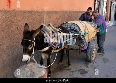 Marrakech donkey cart delivery Stock Photo - Alamy