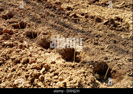 Empty holes digged in the ground before tree planting Stock Photo - Alamy