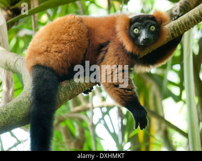 Red Vari (Varecia rubra, Varecia variegata rubra), occurring in ...