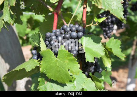 Bunch of Rondo red wine grapes on vines, Shawsgate vineyard, Suffolk ...