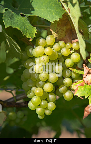 White grape crops in a vineyard during autumn Stock Photo - Alamy