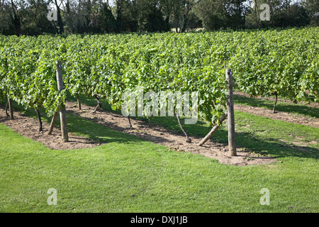 Grapes for white wine, Shawsgate vineyard, Suffolk, England Stock Photo ...