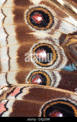 Abstract blue tropical Morpho butterfly on yellow background, oil ...