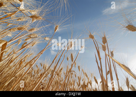 Close-up view of wheat stalks growing in an agricultural field with ...