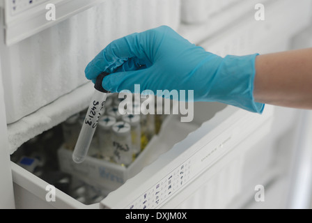 Close-up of laboratory technician holding blood sample for medical ...