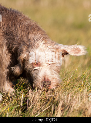 A portrait shot of a Slovak Wirehaired Pointer, or Slovakian Rough ...