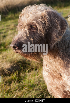 A portrait shot of a Slovak Wirehaired Pointer, or Slovakian Rough ...