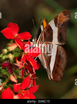 Band-celled Sister or Mexican Sister Butterfly (Adelpha fessonia ...