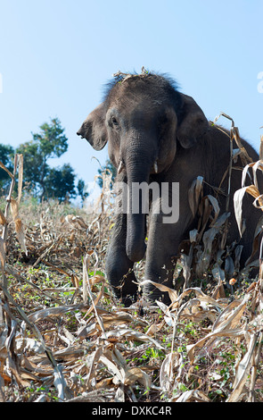 Elephant in the cornfield in the hills around Huay Pakoot in Northern ...
