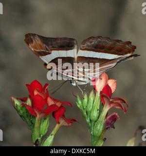 Band-celled Sister or Mexican Sister Butterfly (Adelpha fessonia ...